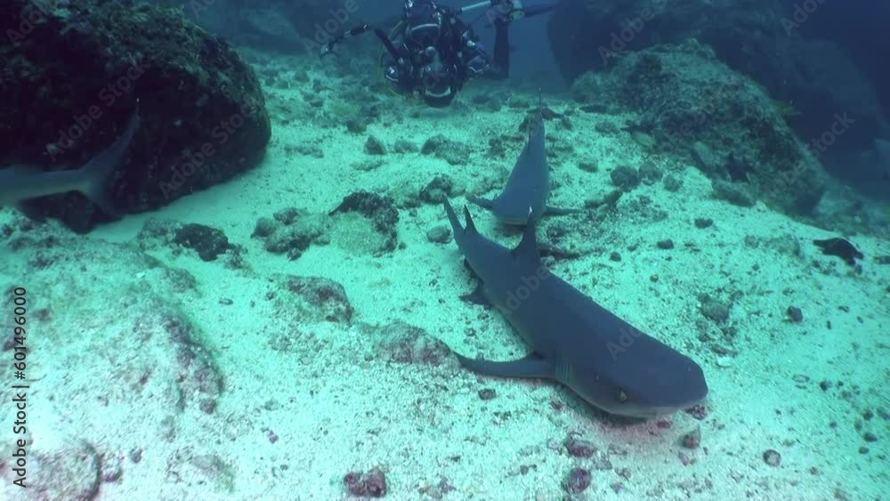 Vidéo Stock Reef sharks underwater close-up in Isla Del Coco. Coral ...