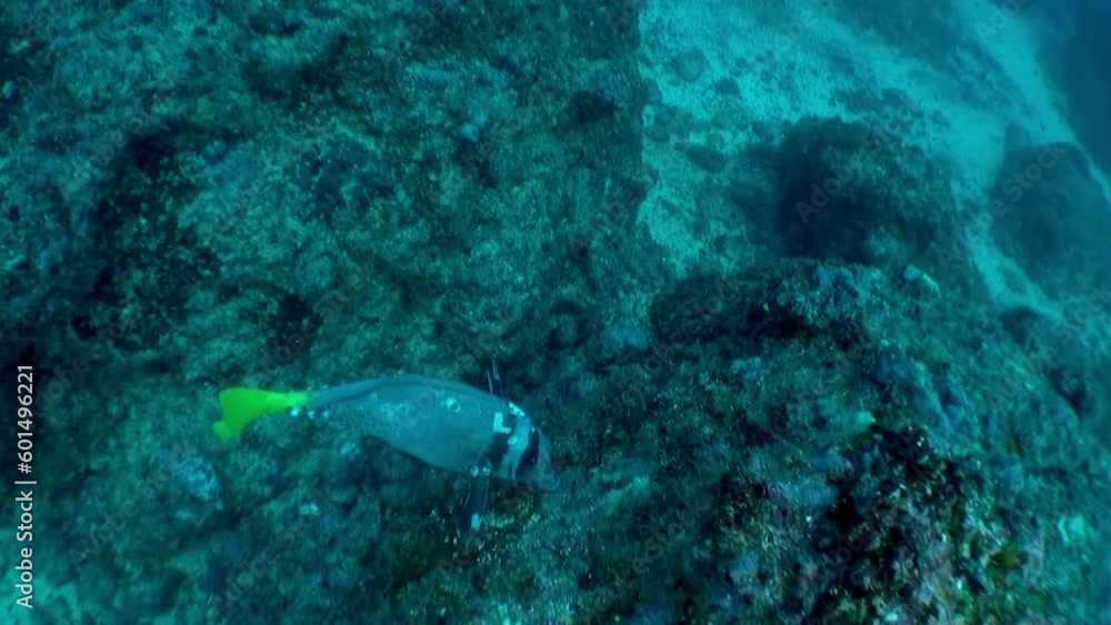 Fish swim gracefully underwater in Isla del Coco. Visitors to Isla del ...