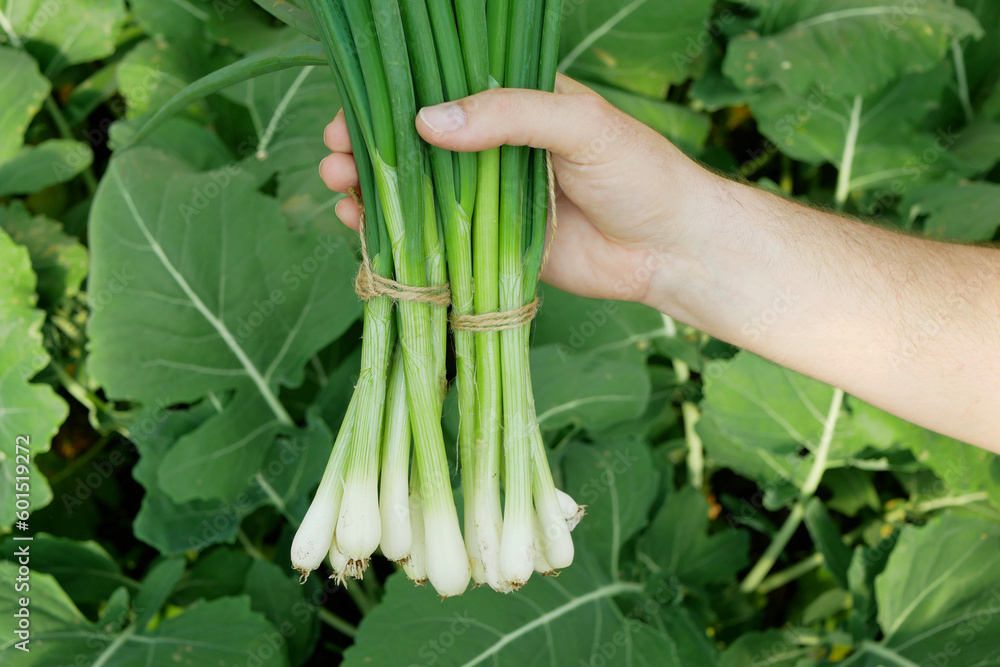 Onion harvest spring sibies scallion stem stalk hand Allium cepa thick ...