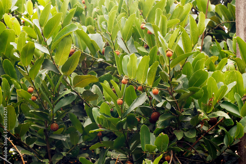 Diospyros peregrina (EBENACEAE) common names are Gaub persimon, Indian ...