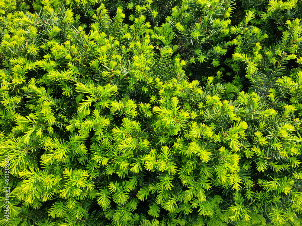 Taxus baccata close up. Green branches of yew tree(Taxus baccata ...