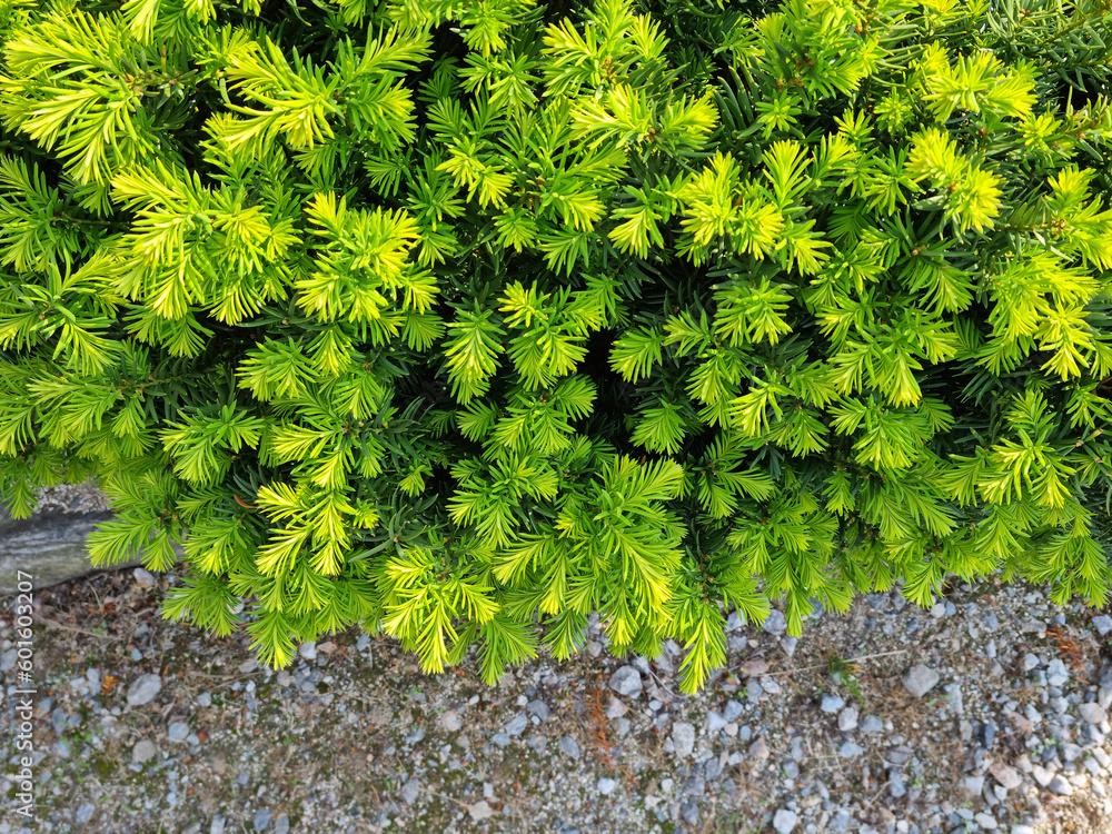Taxus baccata close up. Green branches of yew tree(Taxus baccata ...