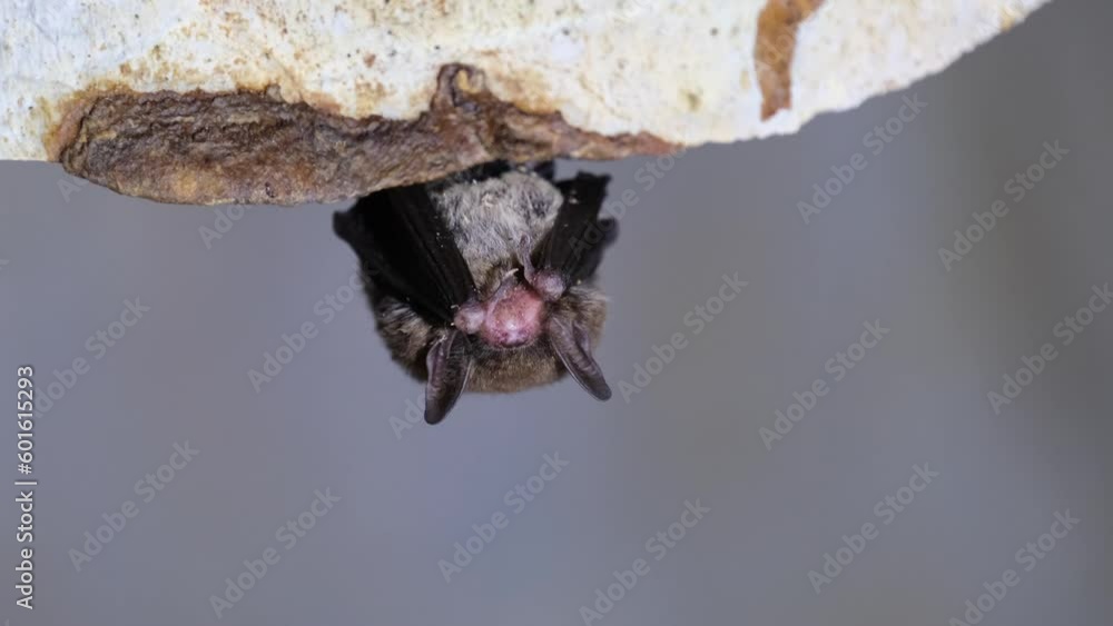 Seen shaking its body while hanging upside down roosting in a cave ...