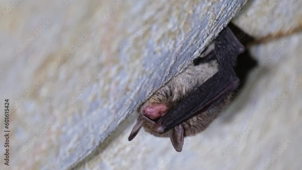 Zoom out of this bat sleeping on a cave wall, Kitti’s hog-nosed Bat or ...