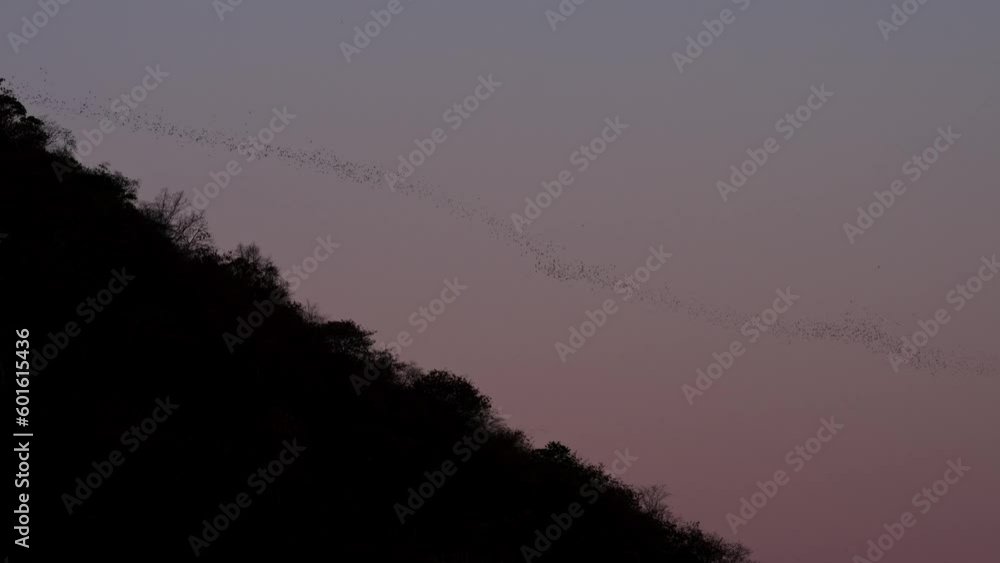 Long footage of a cloud of bats streaming out of a cave just before ...