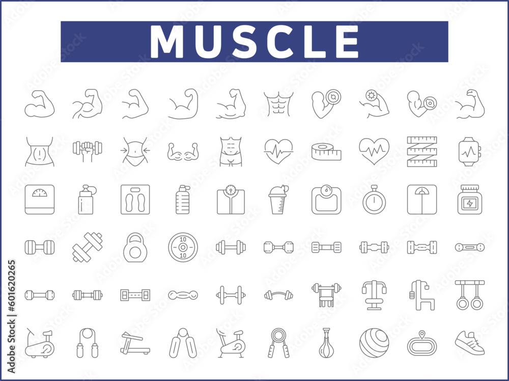 Simple Set of muscle Related Vector Line Icons. Vector collection of ...