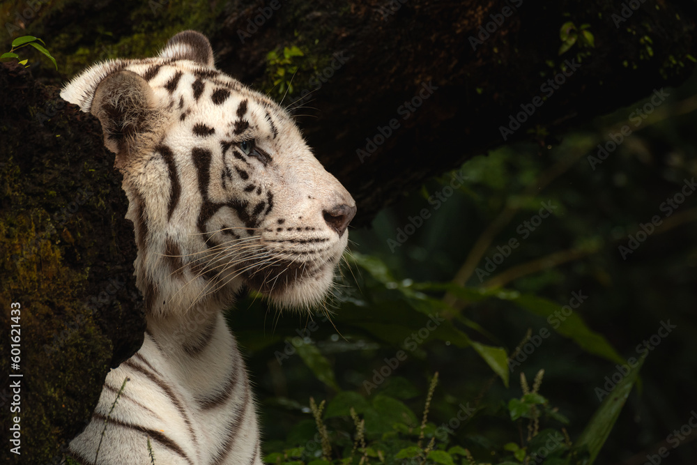 The profile portrait of the white tiger laying behind the rock. White ...