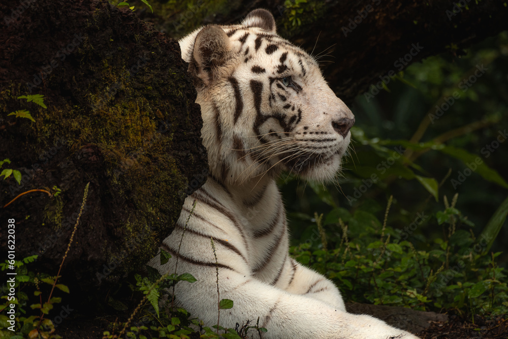 The profile portrait of the white tiger laying behind the rock. White ...