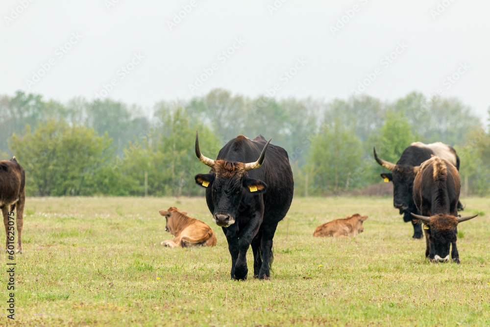Dutch Taurus bull walks through the Maashorst nature reserve in Brabant ...