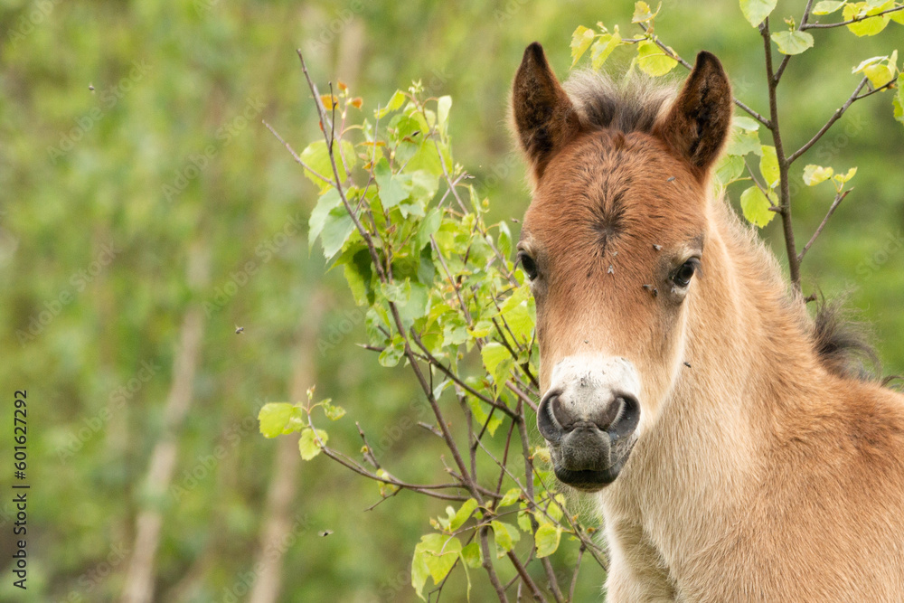 Young Pony exmoor foal looks straight into the image she is standing in ...