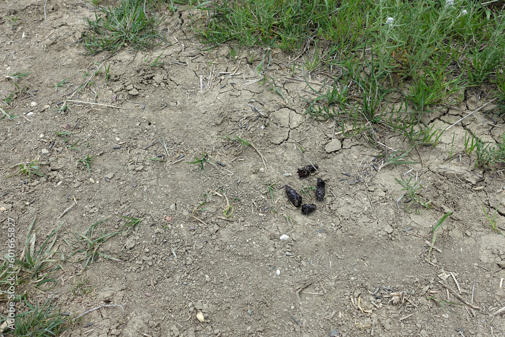 poop of wild animals on the ground in wildlife, wild animal feces ...