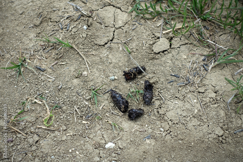 Foto de poop of wild animals on the ground in wildlife, wild animal ...