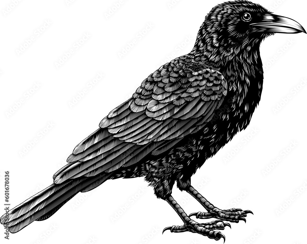 A crow, raven, rook or other black Corvus bird. Original illustration ...