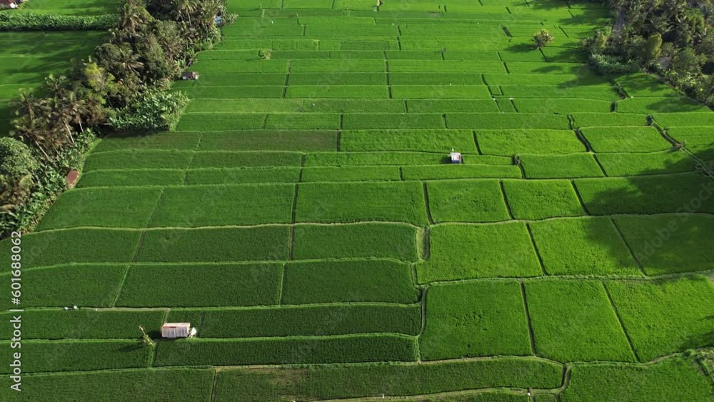 Rectangular terraced rice fields at large cooperative land, aerial shot of Taro, central Bali ...