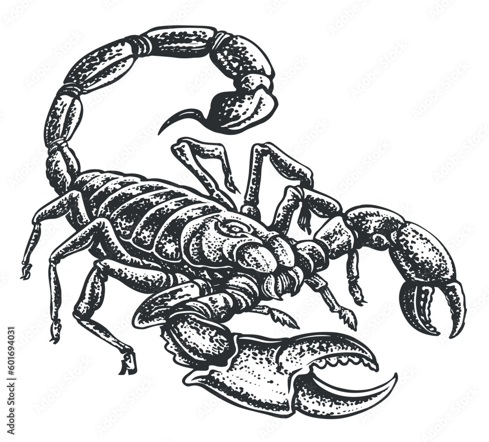 Scorpion with venomous sting. Hand drawn animal in vintage engraving ...