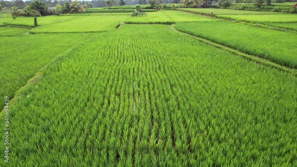Bright green color of young rice fields at central Bali, camera soar ...