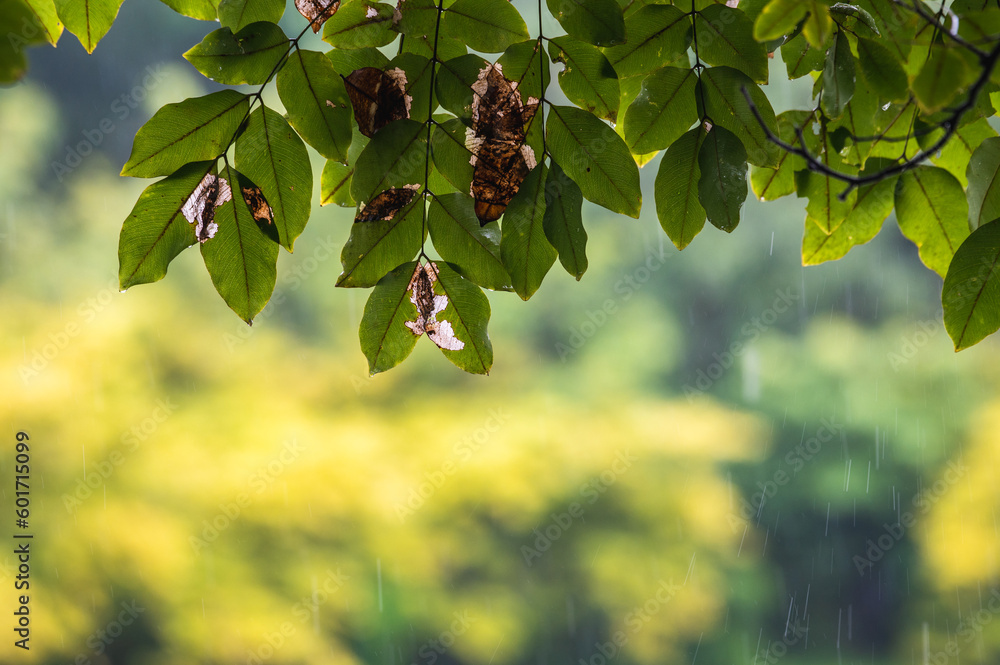 raining shower drop on leaf tree, close up of rainfall in jungle,Heavy Rain Falling on Tree ...