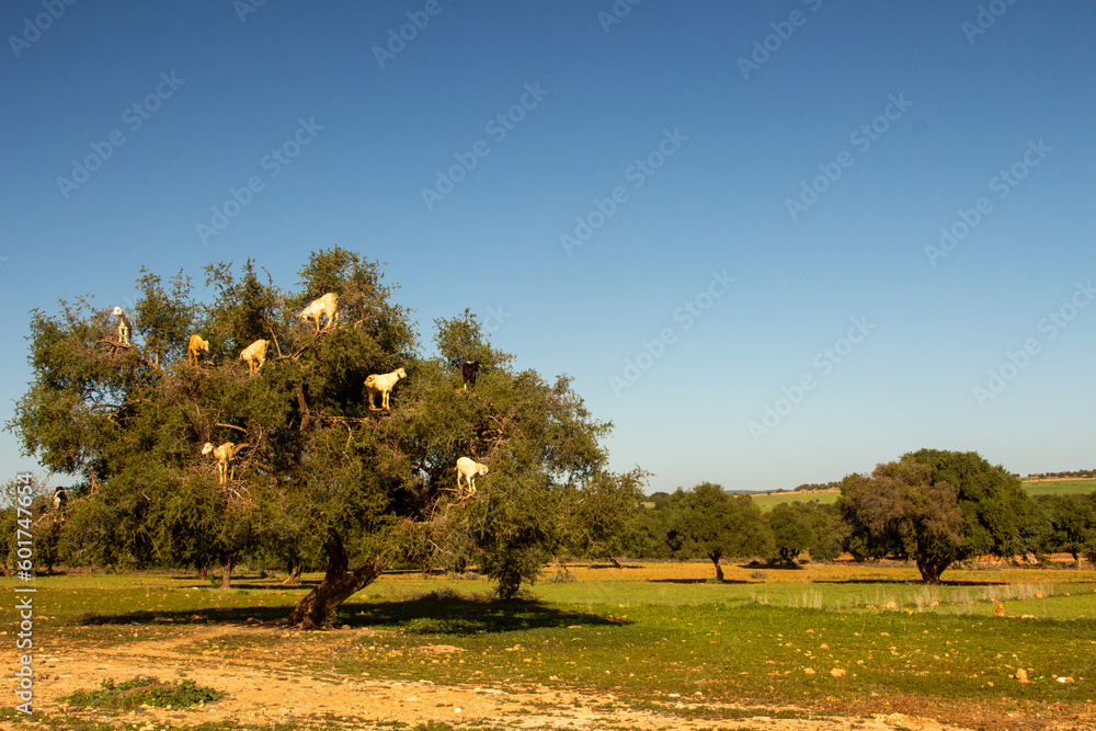 argan oil morocco north africa country cities and deserts and atlas ...