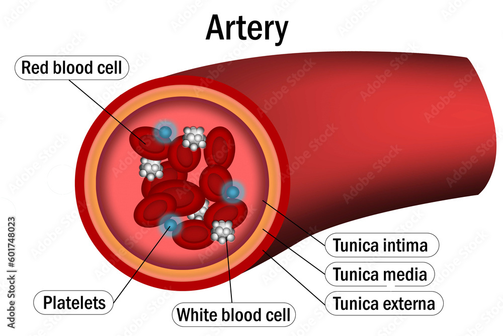 Anatomy of arteries. Structure of blood vessel Stock Illustration | Adobe Stock