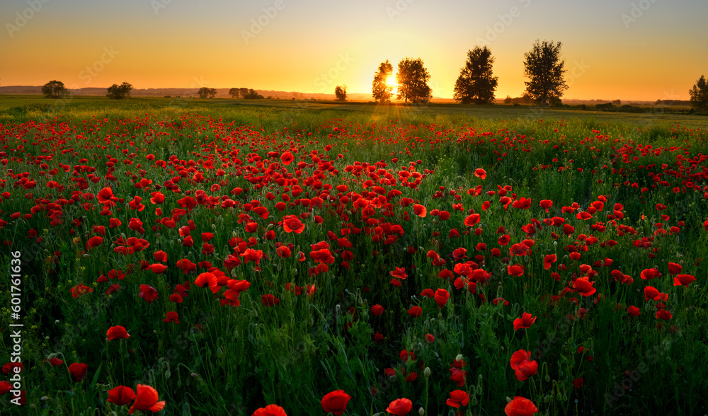 Poster Poppy field at sunset near Kwidzyn, Poland. – Wall Art | UkPosters
