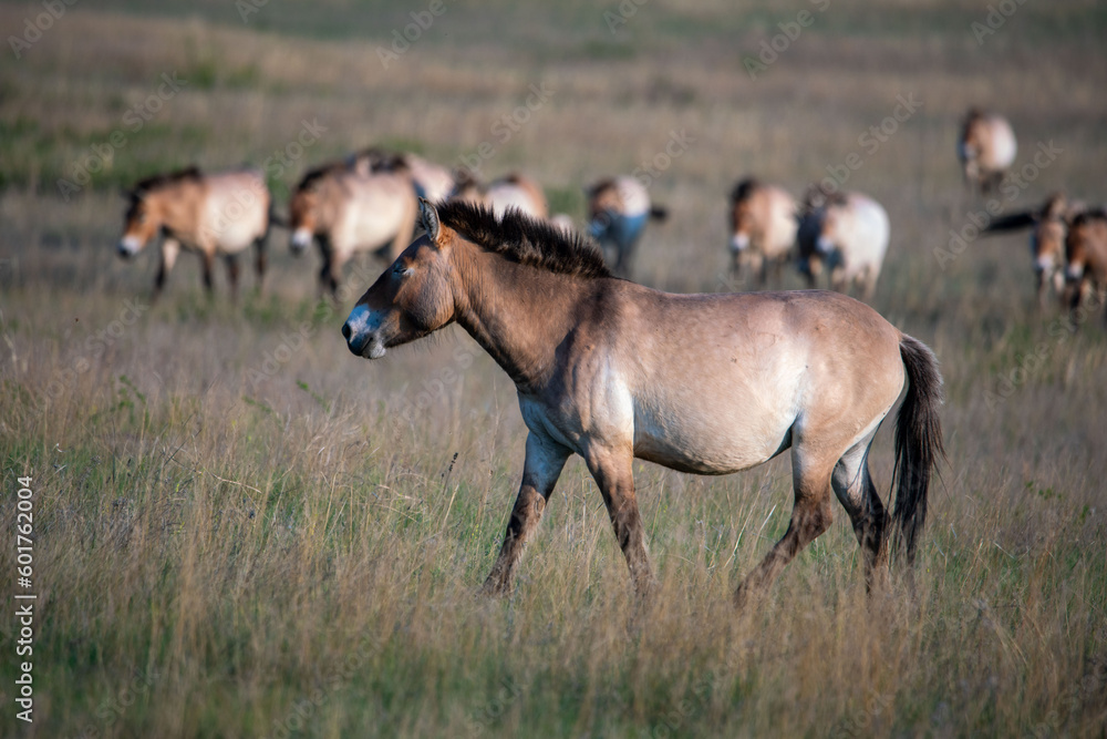 Przewalski's horses (Mongolian wild horses). A rare and endangered ...