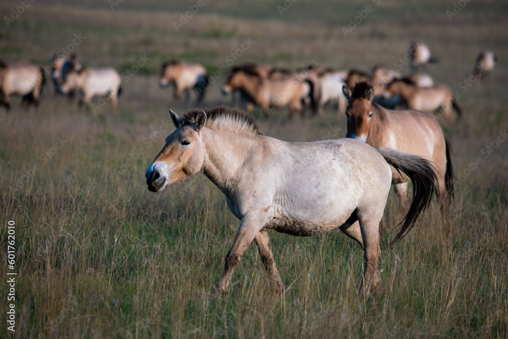 Przewalski's horses (Mongolian wild horses). A rare and endangered ...