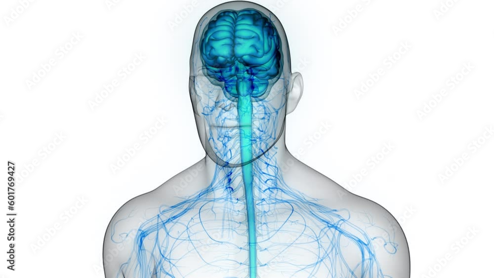 Central Organ of Human Nervous System Brain Anatomy Animation Concept ...