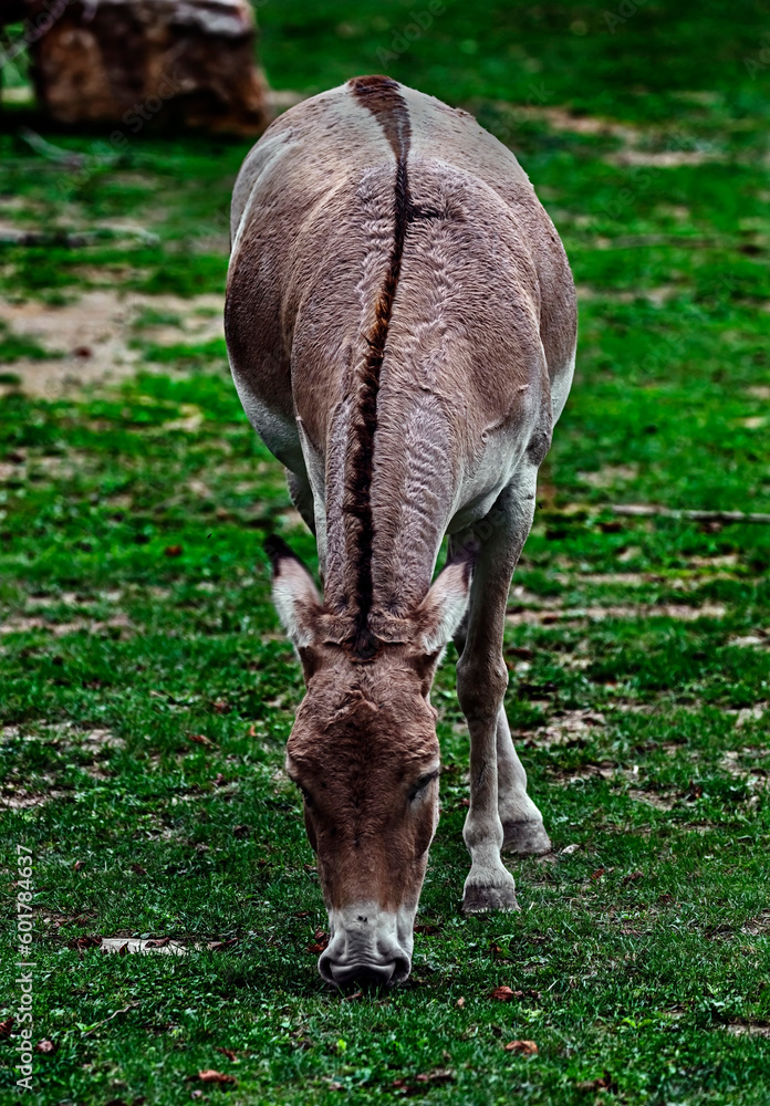 Kulan grazing on the lawn. Latin name - Equus hemionus. Also known as ...