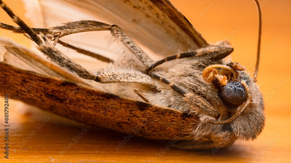 Dead moth lying on a table. Hairy moth with blue eyes and orange ...