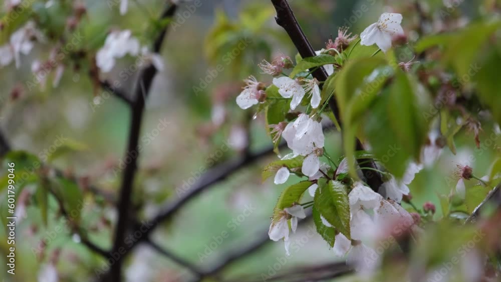 Vidéo Stock Close up white flowers cherry blossom tree leaves at rainy ...