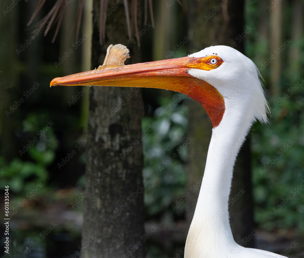 White pelican head close up with a long neck has a large protruding ...