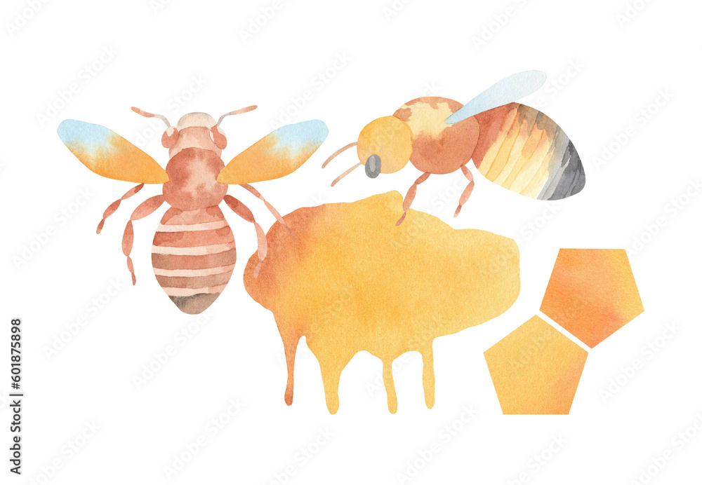 Watercolor bee with honeycomb hand painted illustration - isolated on ...