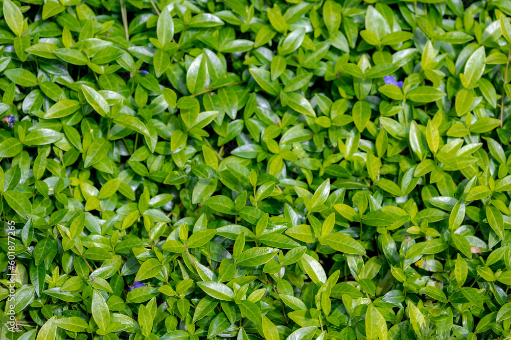 Selective focus of small and tiny green leaves of Myrtle in the garden ...