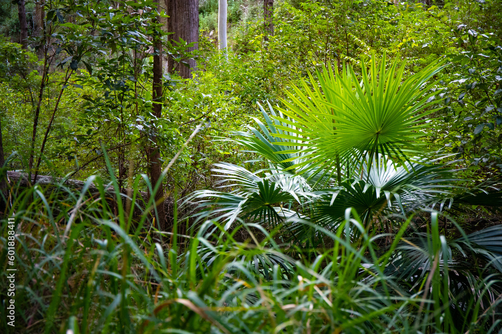 unique plants of australian tropical rainforest alongside a creek in ...
