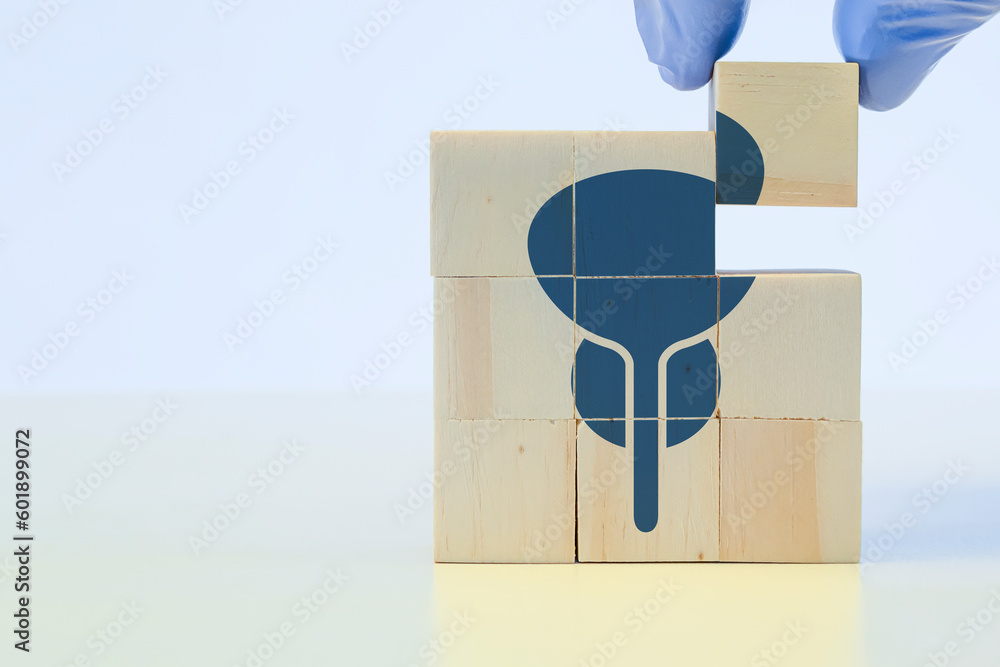 Bladder and prostate, HTA. Prostate cancer, bladder cancer, men's ...