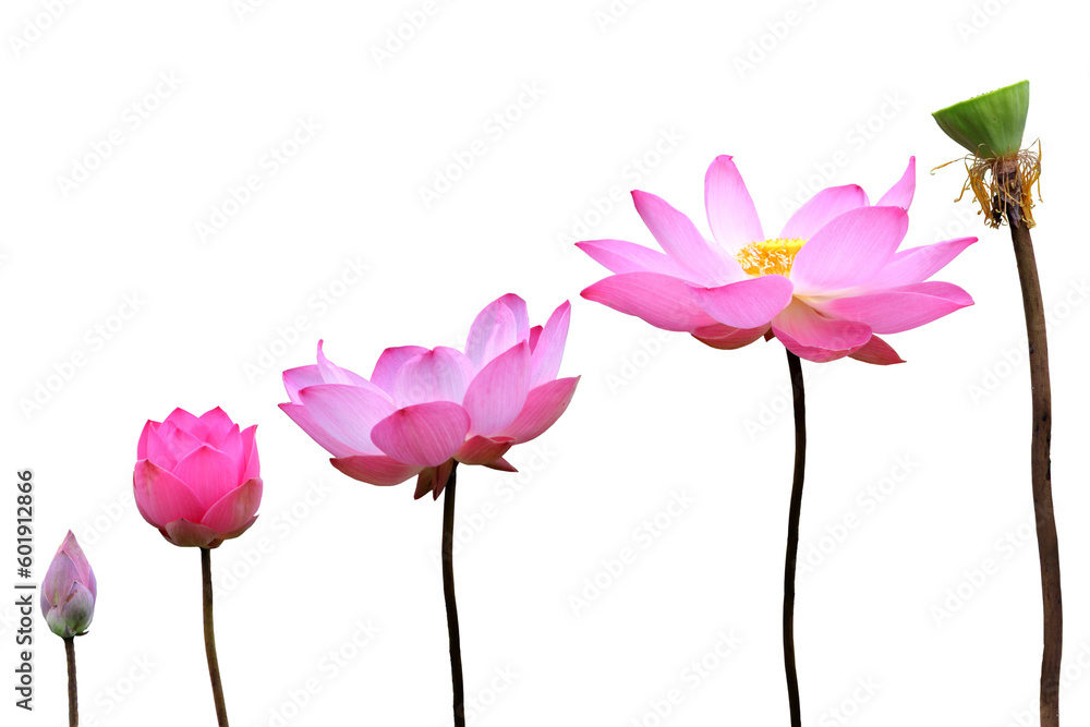 Isolated image of a lotus flower changing as it grows on a transparent ...