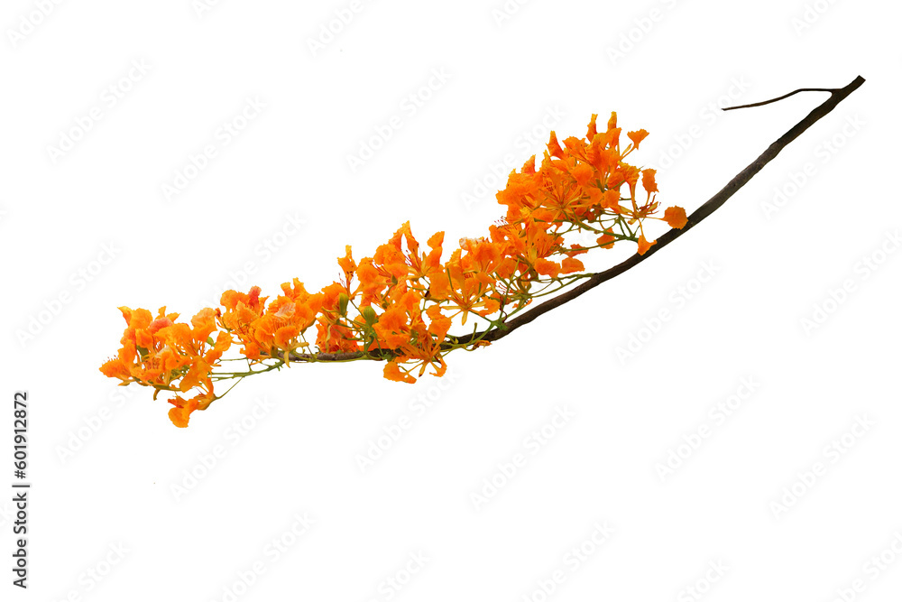 Isolated image of a Delonix flower. yellow regia on transparent ...