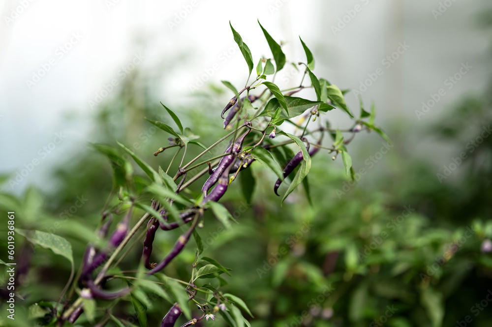Buena Mulata pepper plant. Purple peppers on bush in greenhouse. Hot ...