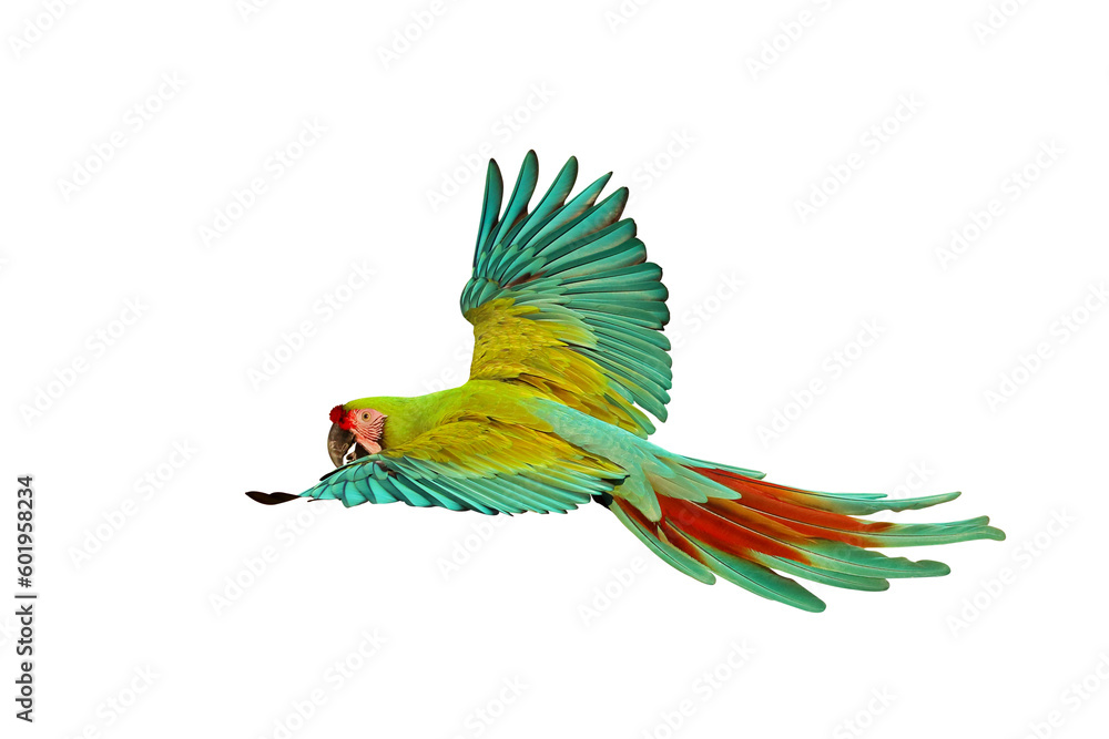 Beautiful great green macaw flying isolated on transparent background ...