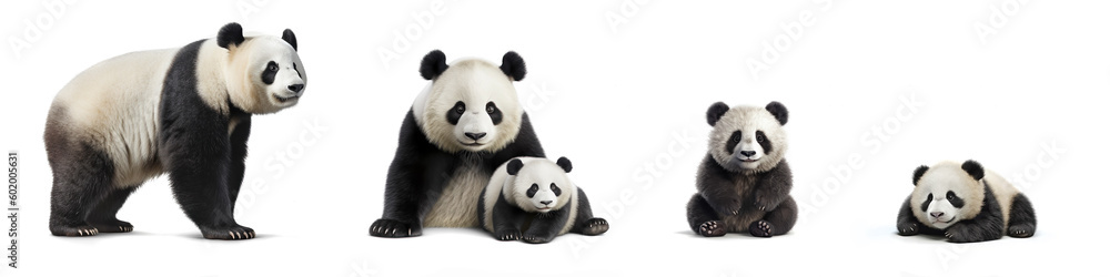 Wildlife zoo china pandas, panda bears animals banner panorama long ...