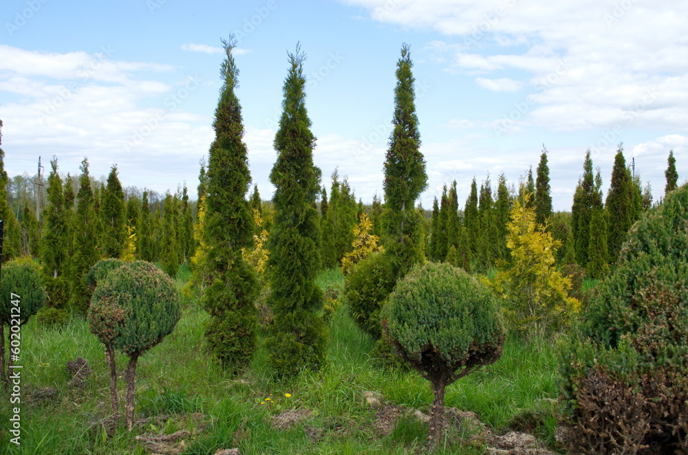 Thuja seedling garden growing in rows, ornamental plants for landscape ...
