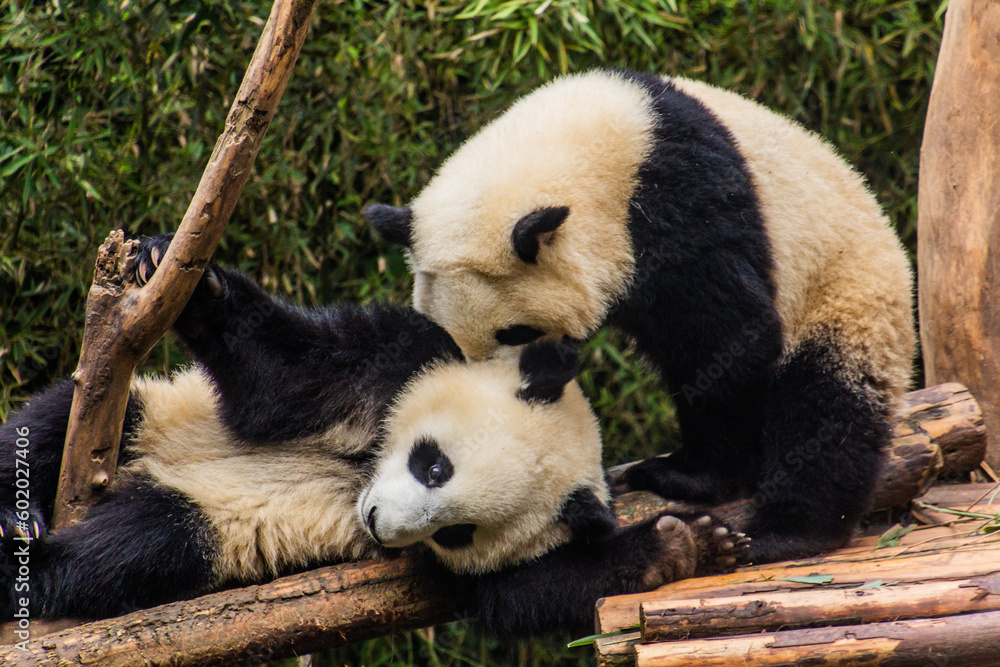 Two Giant Pandas (Ailuropoda melanoleuca) playing together at the Giant ...