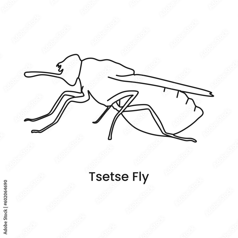 Tsetse fly outline icon. Dangerous insect with deadly venom. Vector ...