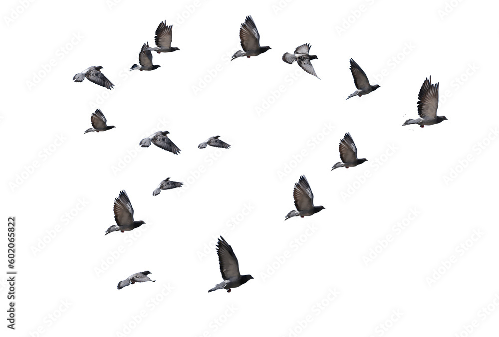 flying birds heart formation of pigeons many isolated for backgound ...