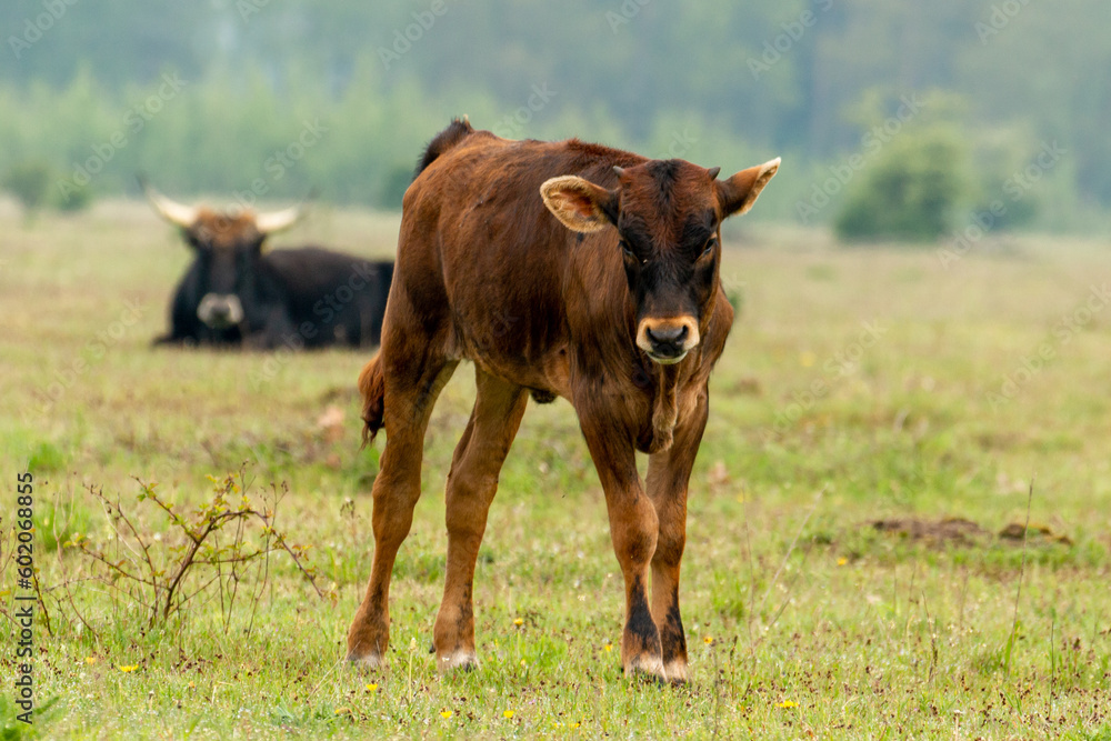 young taurus calf walks in the grass meadow in the Maashorst in Brabant ...