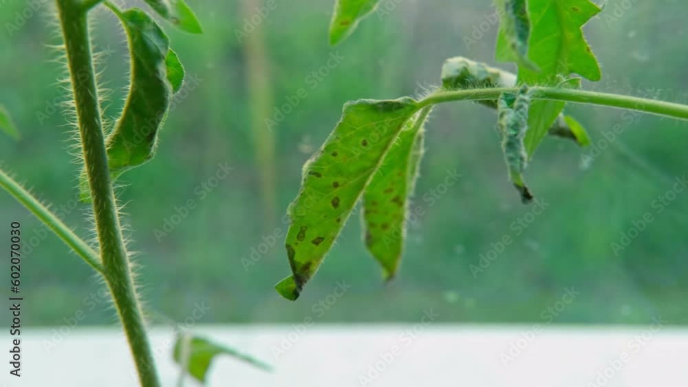 Leaf spot symptom. Dark spots and yellow surrounding region. Septoria ...