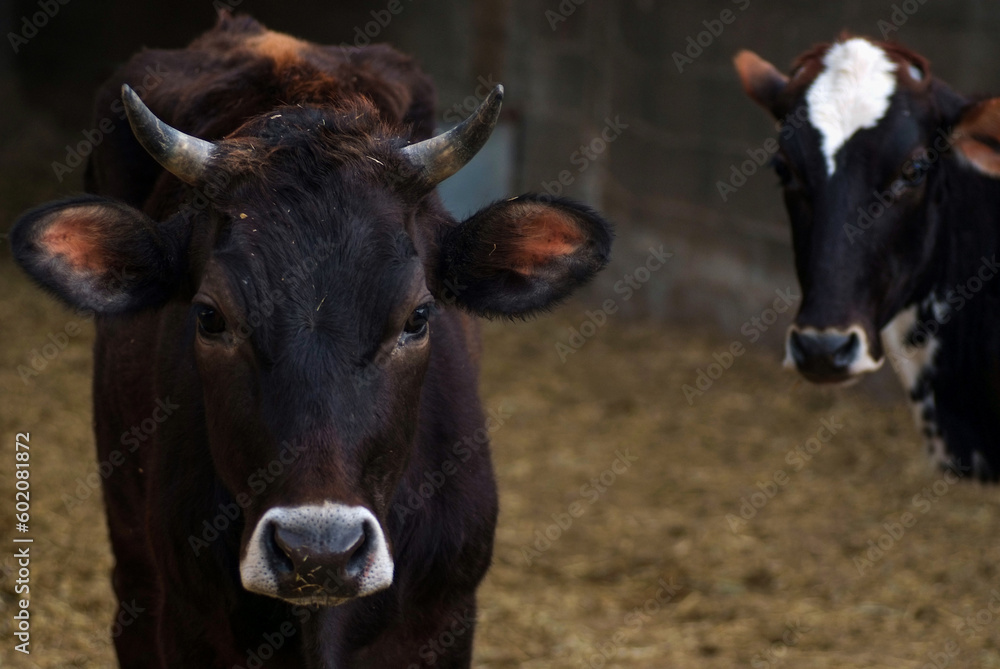 Local cows on farms where the mother cow with her little calf is in the ...
