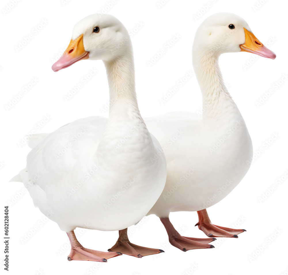 Two white geese stand together and look in different directions ...