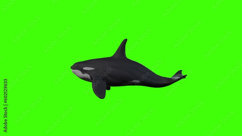 3d Orca Killer Whale Swim side pose Animation on Green Screen, 4k ...