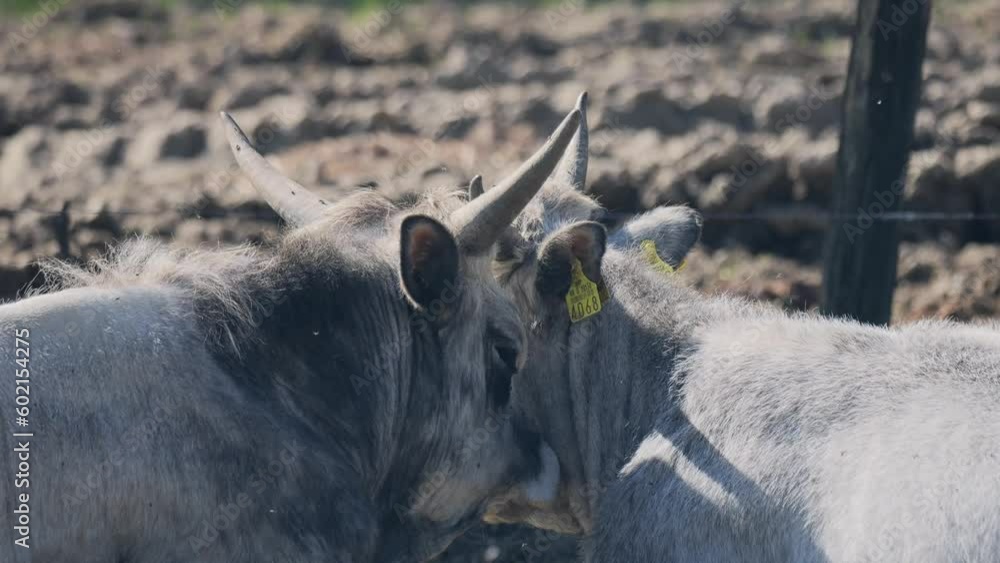 Close-up footage of a Podolian cattle lying on the farm near Krapje ...